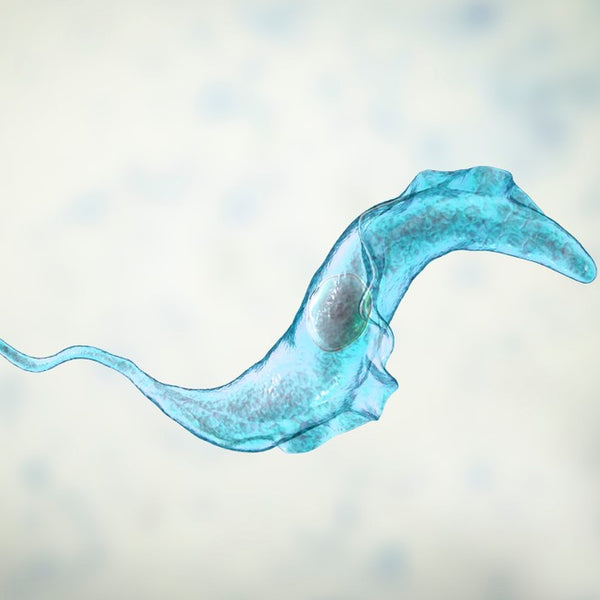 Rope Worm Stages | Parasite or Mucoid Plaque Build-Up?