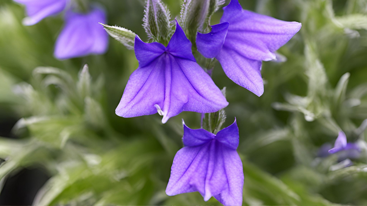 Emetic Herbs: 10 Plants That Induce Vomiting & How They Work – Zuma ...