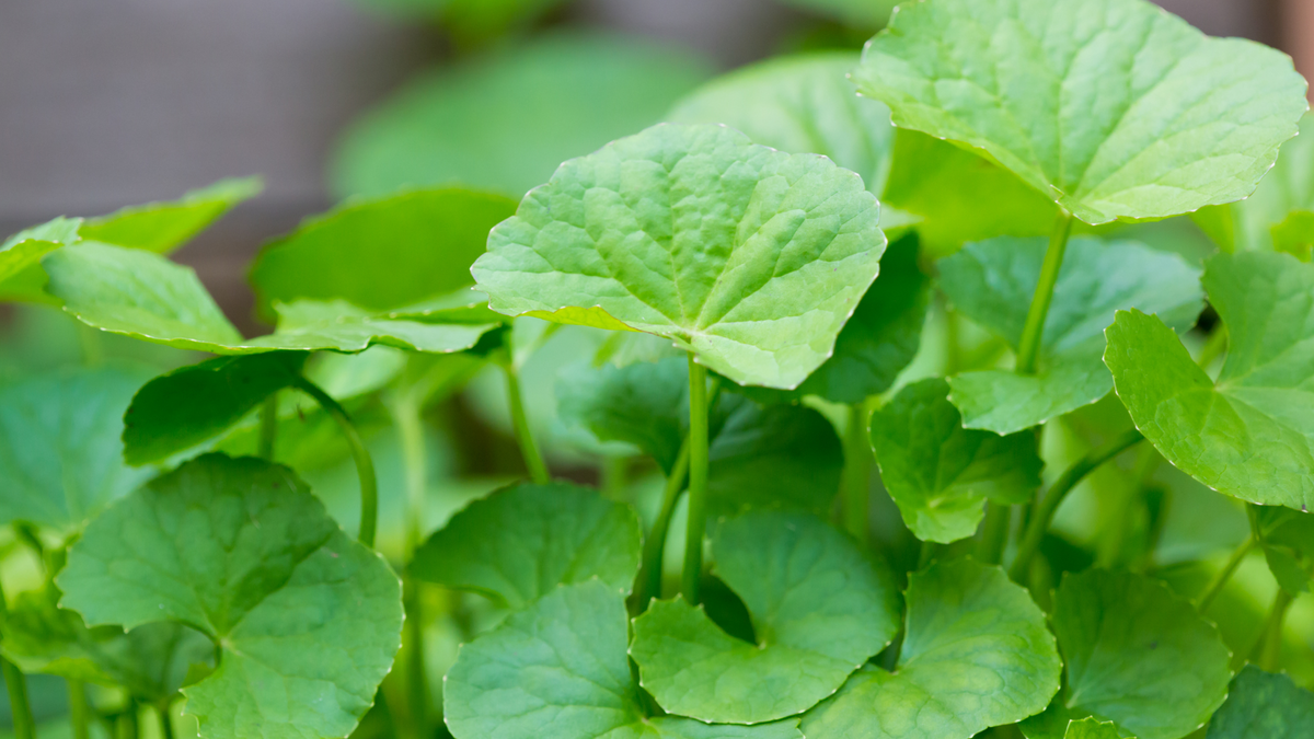 Gotu Kola: An Ancient Remedy for Brain and Skin Health