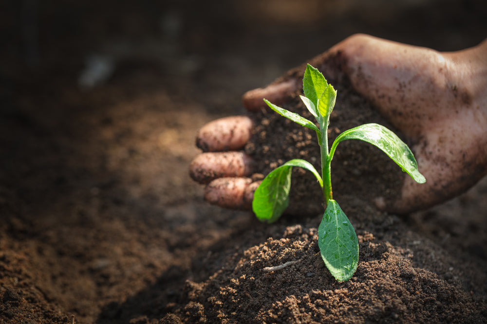 Humic Acid and Fulvic Acid Benefits for Humans