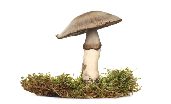 Health Benefits of Agaricus Blazei Mushroom