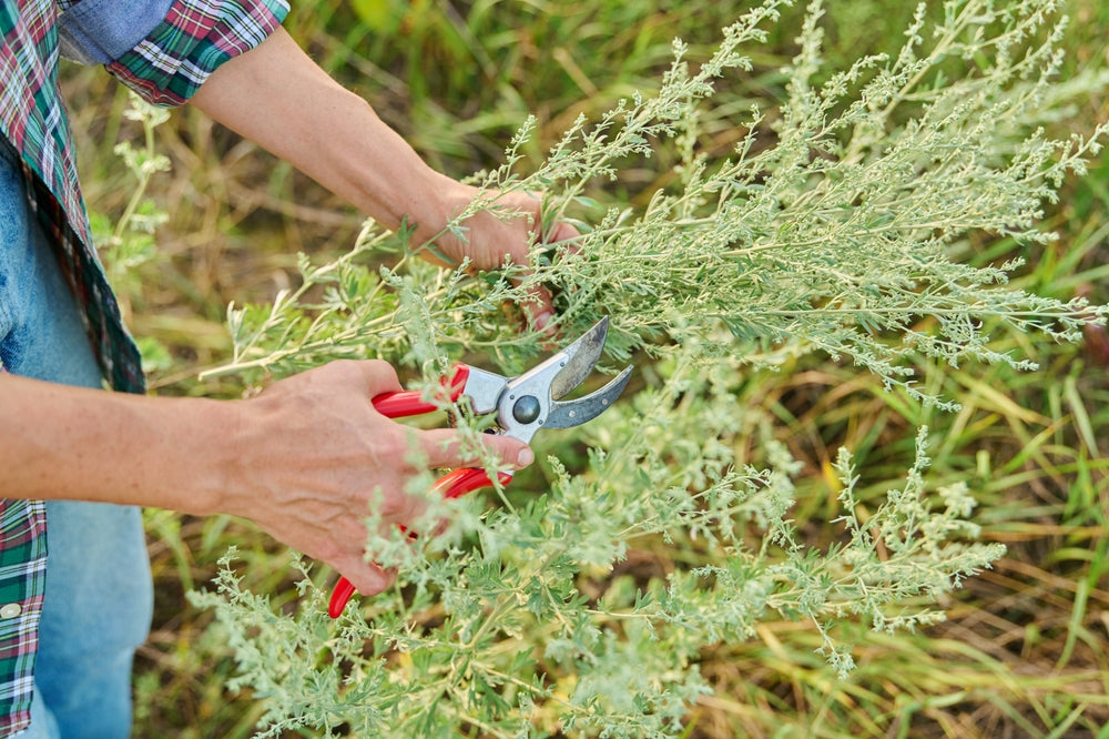 Anthelmintic Herbal Action: Tradition, Mechanisms & Safety – Zuma Nutrition