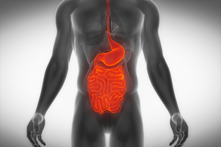 Stomach Gurgling Digestive Issues and How to Fix Them – Zuma Nutrition
