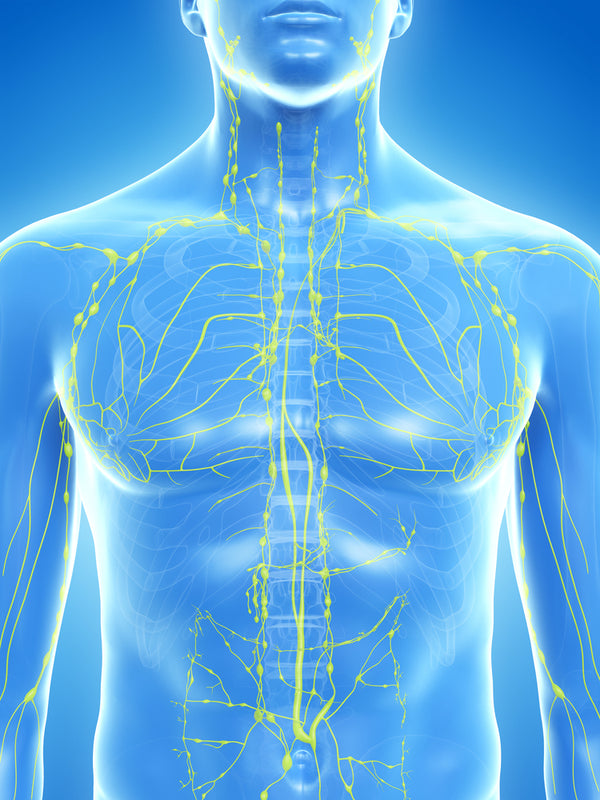 Lymphatic System Connection to Skin Health