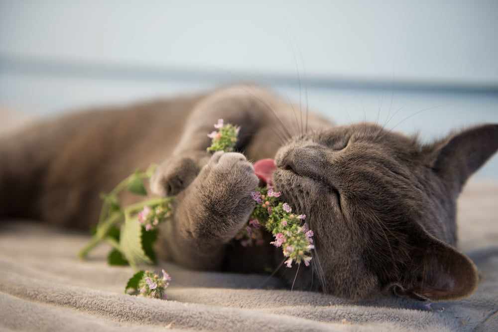 Catnip for Cats: Benefits, Safety, and Everything You Need to Know